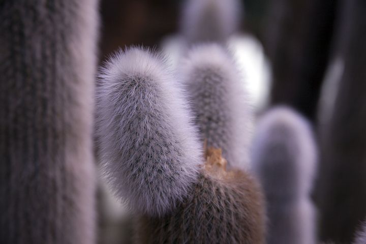 A Soft Cactus - iHateFabian - Photography, Abstract, Other Abstract ...