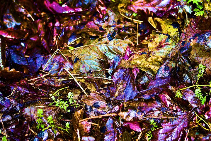 Matallic Leaves - Toni Sanders - Photography, Landscapes & Nature ...