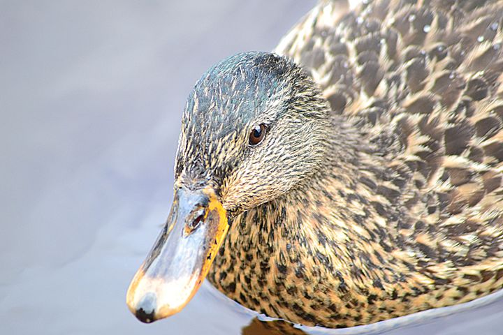 Duck - Toni Sanders - Photography, Animals, Birds, & Fish, Birds, Ducks ...
