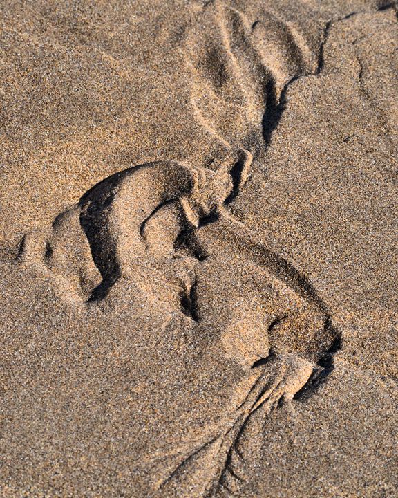 Sand Horse - Toni Sanders - Photography, Landscapes & Nature, Beach ...