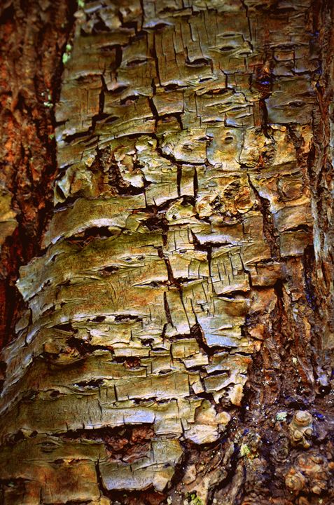 Golden bark - IrènEve Augustyniak - Photography, Flowers, Plants ...