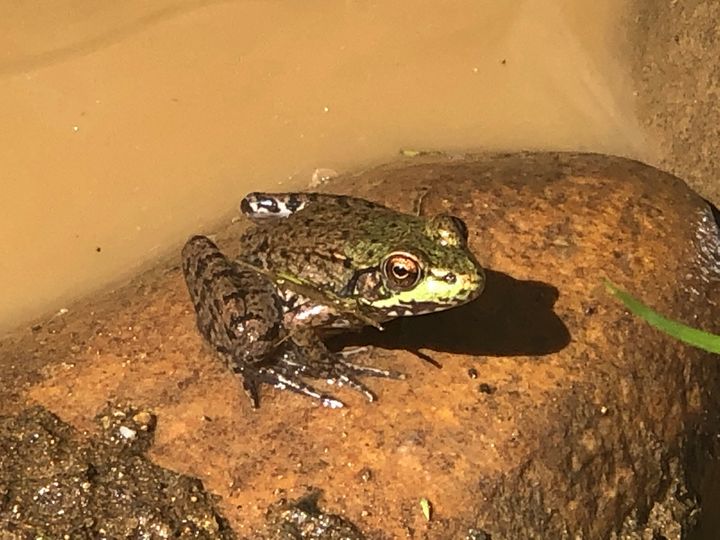 Northern Green Frog in Jersey - Gallery Hope The Art of Loving Kindness ...
