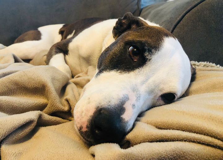 Codie The Wonder Dog Loves You too - Gallery Hope The Art of Loving ...