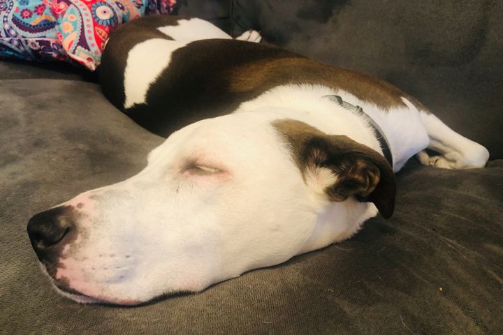 Snoopy Tribute by Codie Pitbull - Gallery Hope The Art of Loving ...