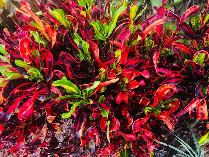 Codiaeum Variegatum Flower