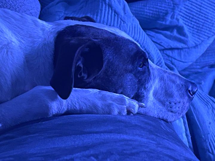 Codie watching NetFlix - Gallery Hope The Art of Loving Kindness ...