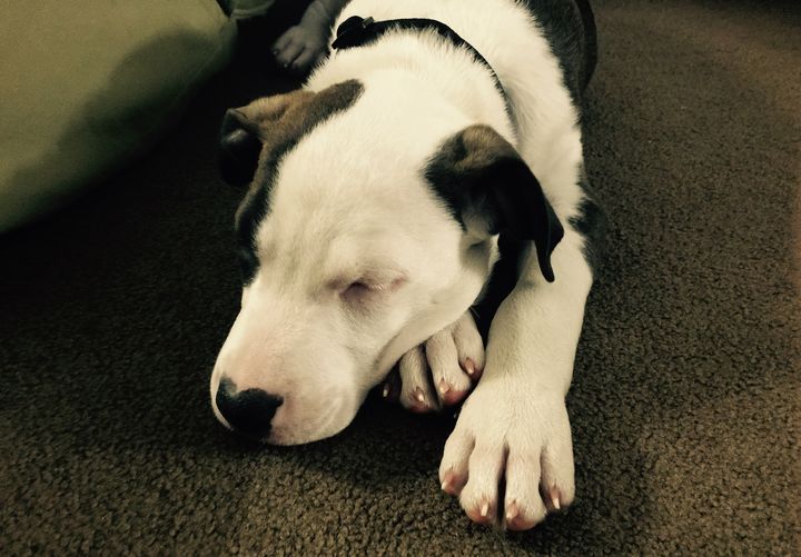 Cute Sleeping Pitbull Puppy - Gallery Hope The Art of Loving Kindness ...