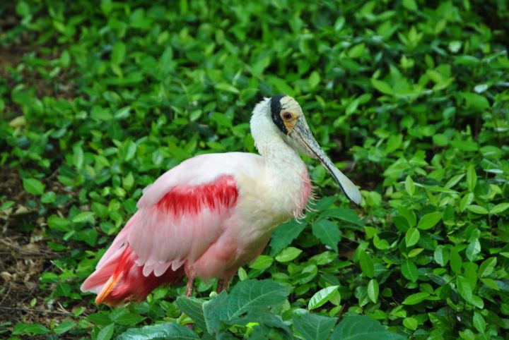 Pink - Miranda natural photography - Photography, Animals, Birds ...