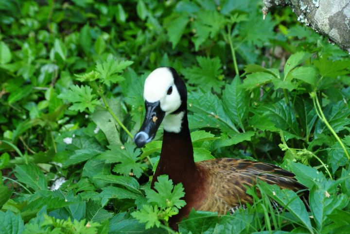 Duck duck look - Miranda natural photography - Photography, Animals ...