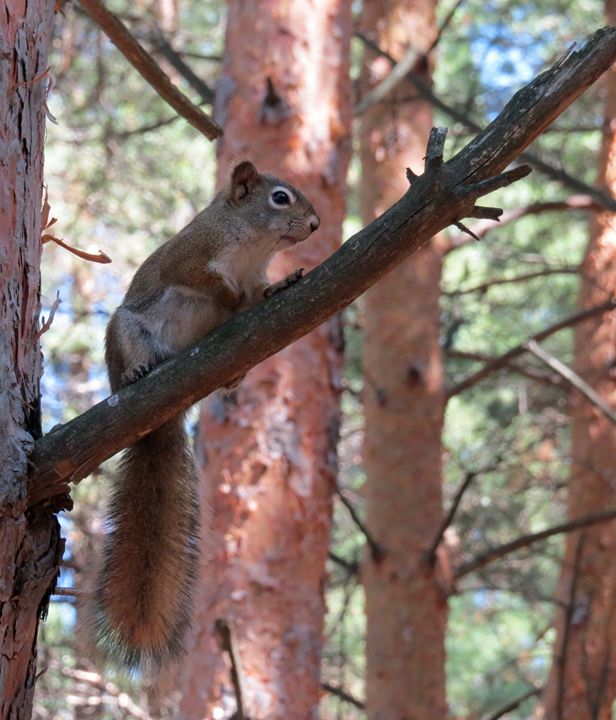 Squirrel - Muck-About Fine Art - Photography, Animals, Birds, & Fish ...
