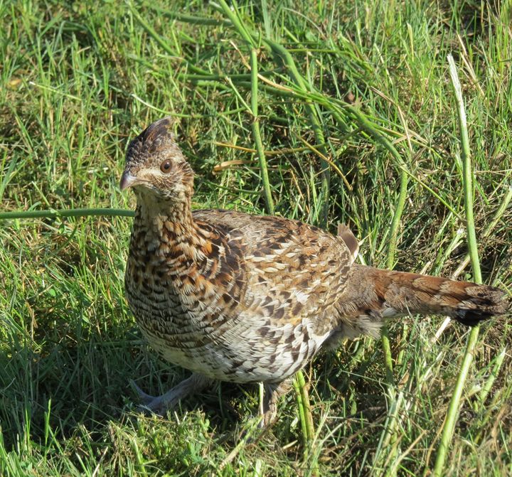 Ruffed Grouse - Muck-About Fine Art - Photography, Animals, Birds ...
