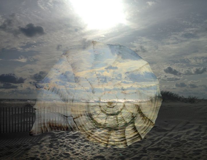 Beach Shell - Marcie Evans - Photography, Landscapes & Nature, Beach ...