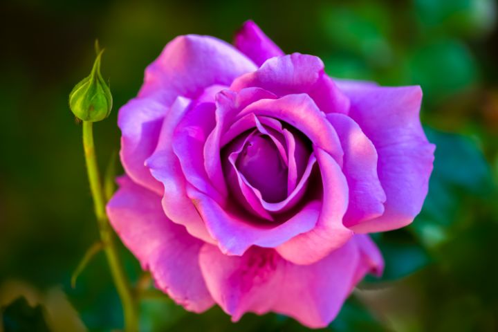 The Pink Rose - S. G. COX STUDIOS - Photography, Flowers, Plants, & Trees, Flowers, Flowers I-Z ...