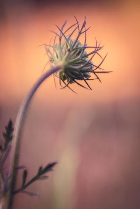 Queen Anne's Lace Bud - Jessica Coleman Photography - Photography ...