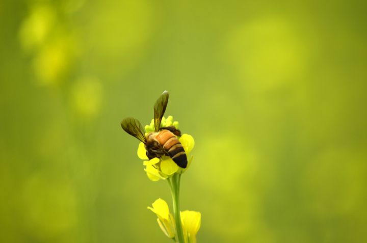 NECTER - DIPANJAN SAHA ARTSTREAM - Photography, Landscapes & Nature ...