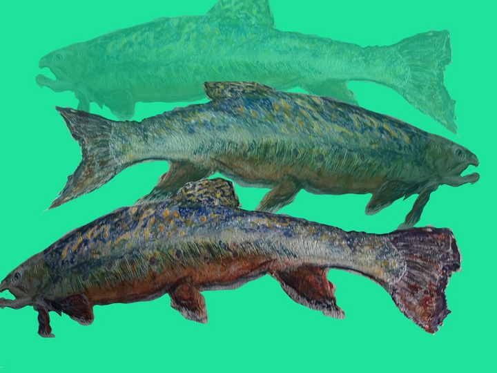 Three trout - Stephanie Shapiro - Paintings & Prints, Animals, Birds ...