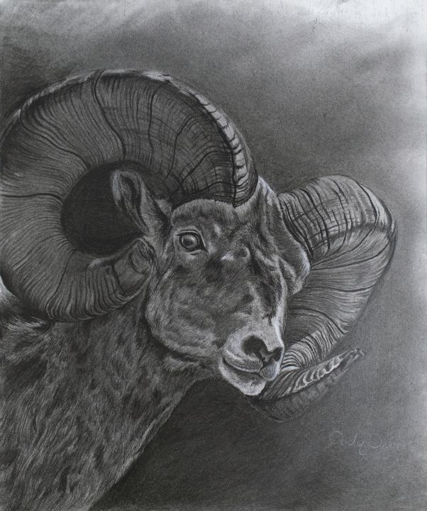 Bighorn ram - DeGrote Wildlife - Drawings & Illustration, Animals ...