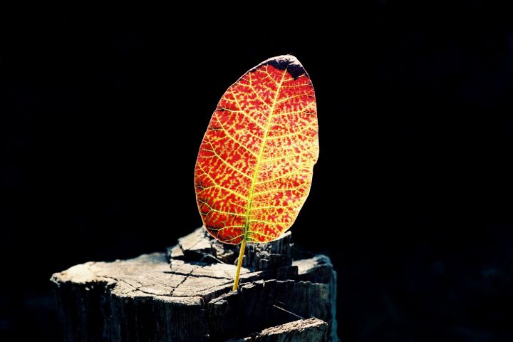 A red autumn leaf in the sunshine - Alexa Galerie - Photography ...