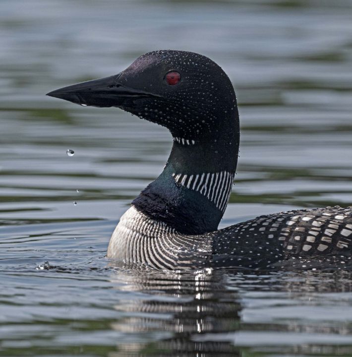 susan kay images - Photography