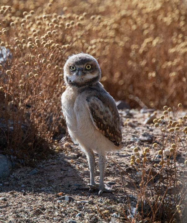 Morning Stroll - Baby Burrowing Owle - susan kay images - Photography ...