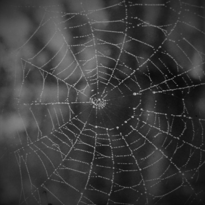 Web of the Morning - Jerry A. Puckett - Photography, Landscapes ...
