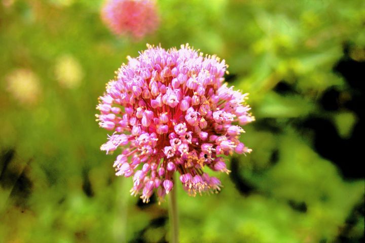 Lone Flower - Jerry A. Puckett - Photography, Flowers, Plants, & Trees ...