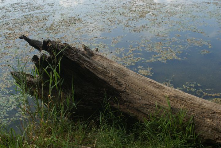 Wood, Water and Greenery. - Jerry A. Puckett - Photography, Landscapes ...