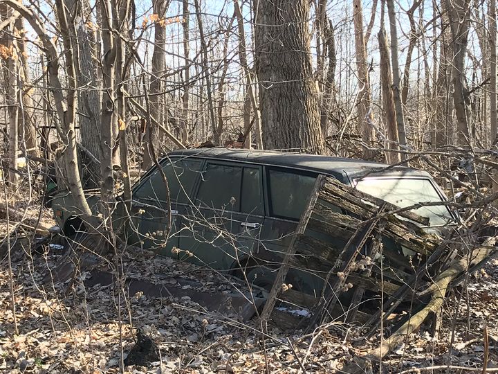 Tree Car - Glam and Inspire - Photography, Landscapes & Nature, Other ...