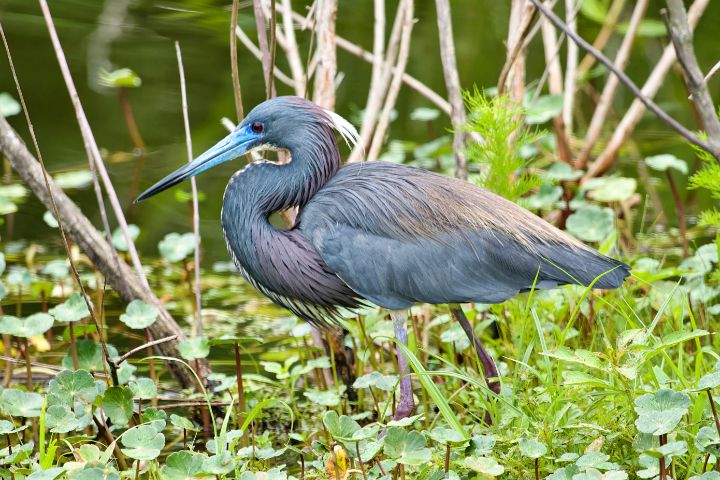 Tri Colored Heron - Photobuphs Nature Photography - Photography ...