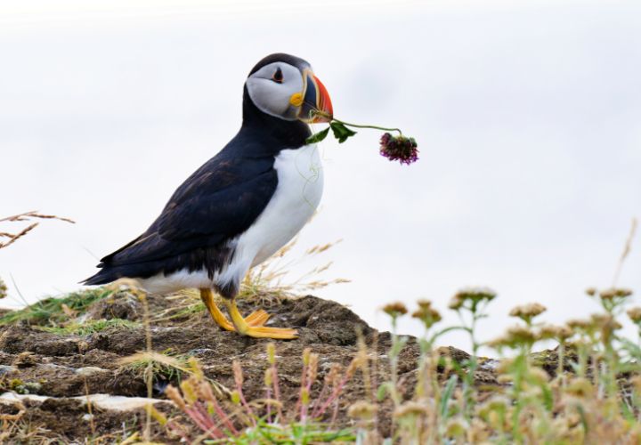 Puffin with a flower - Photobuphs Nature Photography - Photography ...