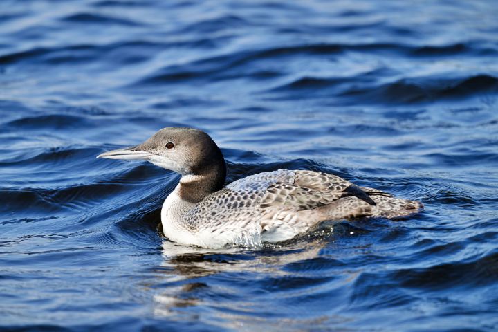 Female Common Loon - Photobuphs Nature Photography - Photography ...
