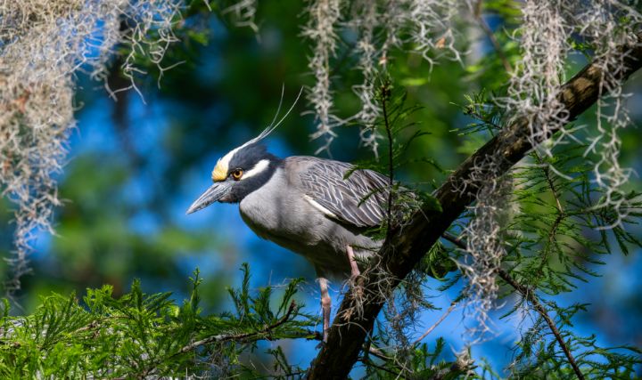 Yellow Crowned Night Heron posing - Photobuphs Nature Photography ...