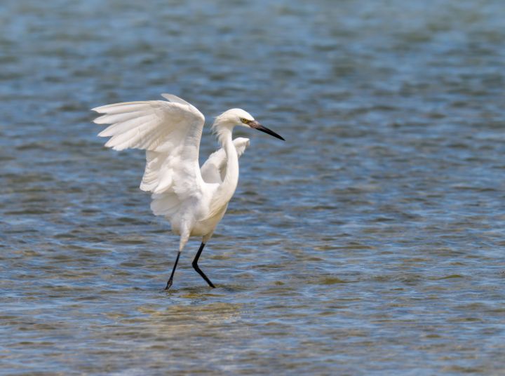 White Morph Reddish Egret - Photobuphs Nature Photography - Photography ...