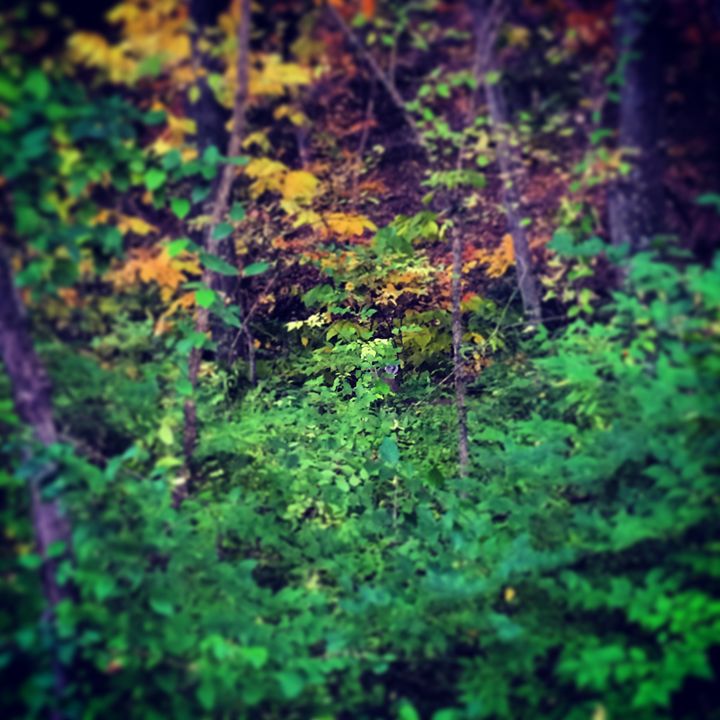 Green fall - Adam Bruns Art - Photography, Flowers, Plants, & Trees ...