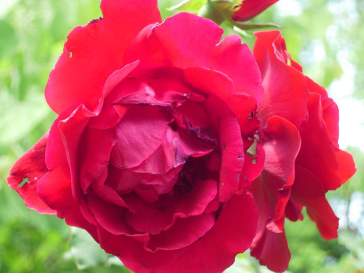 Red Rose - Unique Art - Photography, Flowers, Plants, & Trees, Flowers ...