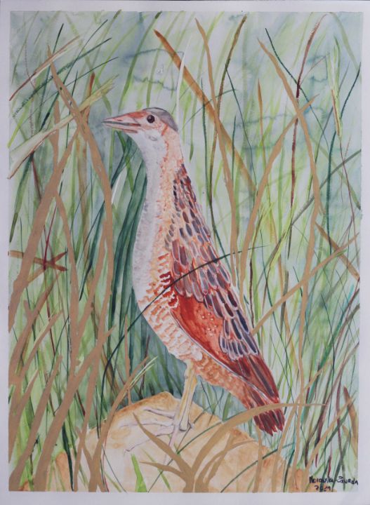 A corncrake,watercolor - Urszula Morawska-Zawada Art - Paintings ...
