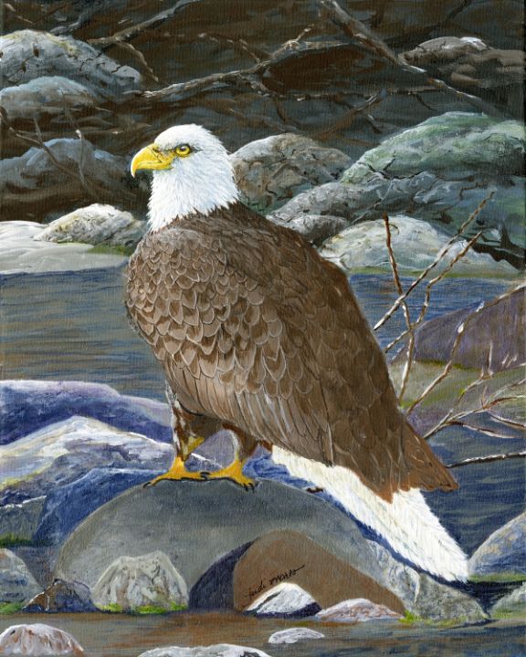 Eagle - Judi Moreo - Paintings & Prints, Animals, Birds, & Fish, Birds ...