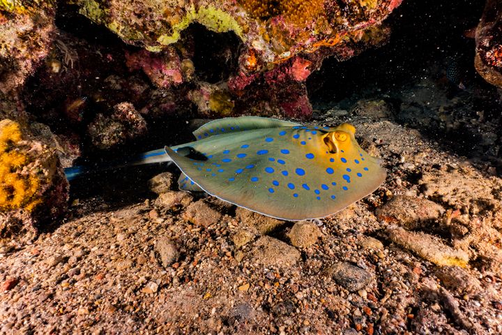 Blue spotted stingray in the Red Sea - photo land - Photography ...