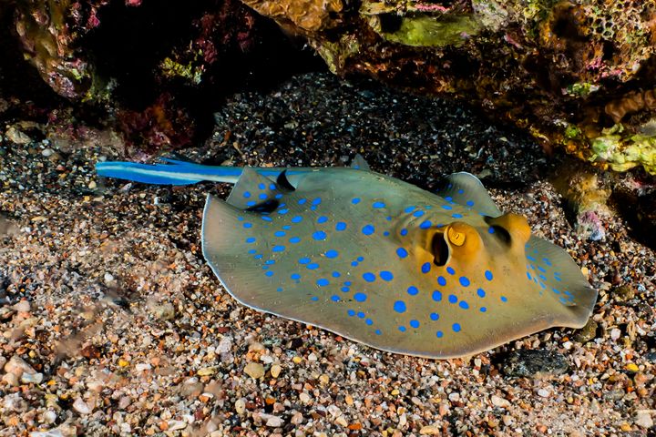 Blue spotted stingray in the Red Sea - photo land - Photography ...