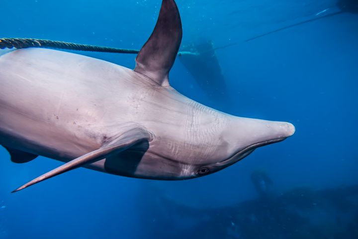 Dolphin swimming in the Red Sea - photo land - Photography, Animals ...