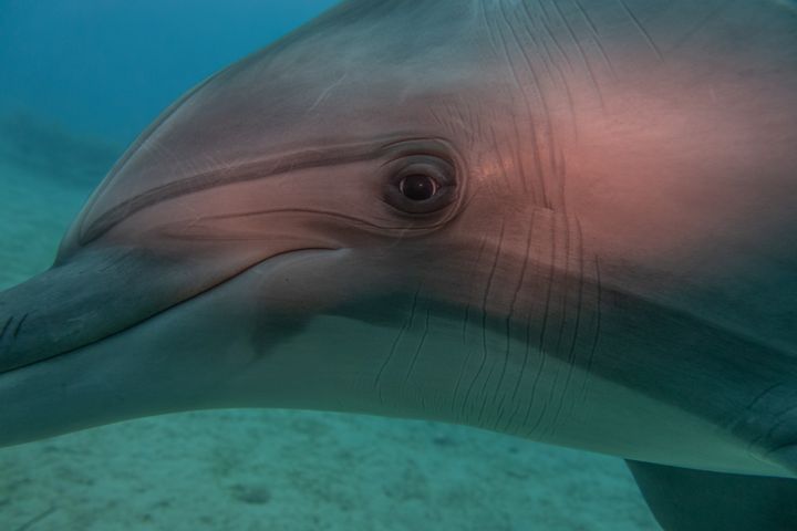 The dolphin smile in the Red Sea - photo land - Photography, Animals ...