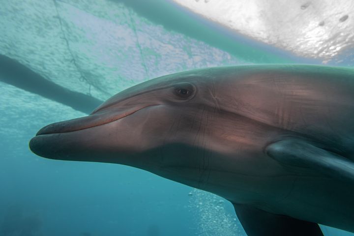 The dolphin smile in the Red Sea - photo land - Photography, Animals ...