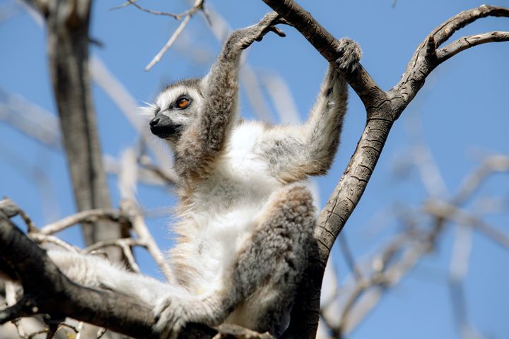 Lemurs of Madagascar - photo land - Photography, Animals, Birds, & Fish ...