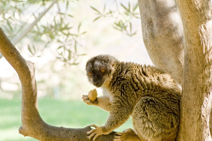 Lemurs of Madagascar - photo land - Photography, Animals, Birds, & Fish ...