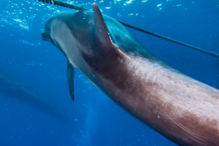 Dolphin swimming in the Red Sea - photo land - Photography, Animals ...
