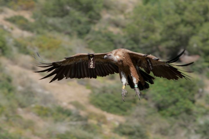 eagle in israel - photo land - Photography, Animals, Birds, & Fish ...