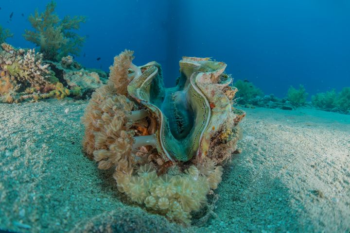 Giant Clam in the Red Sea - photo land - Photography, Animals, Birds ...