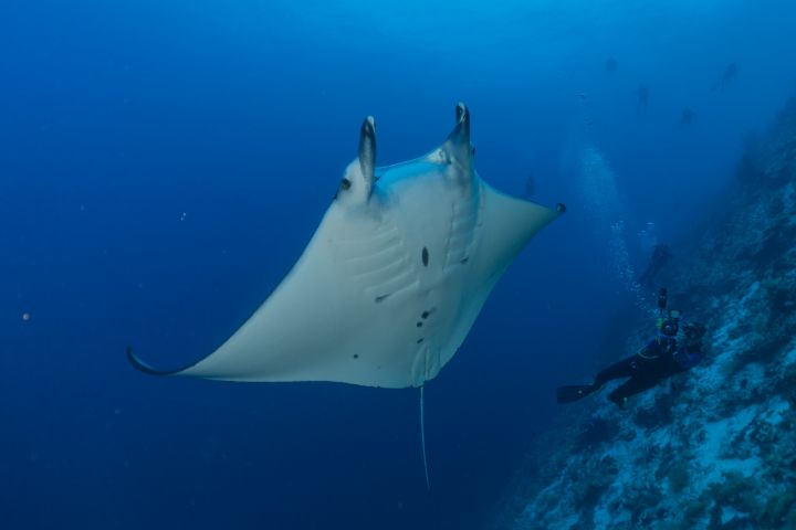 Manta Rays swim at Tubbataha Reefs - photo land - Photography, Animals ...