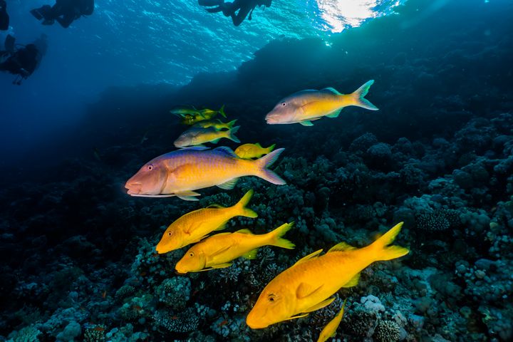 Fish swim in the Red Sea - photo land - Photography, Animals, Birds ...