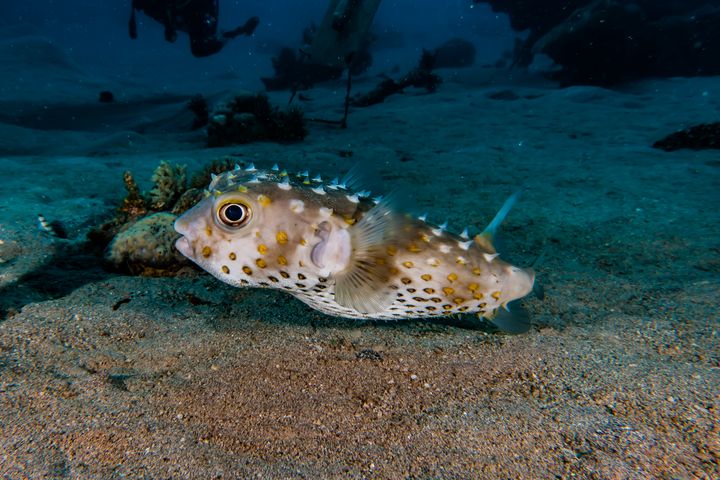 Diodon fish in the Red Sea - photo land - Photography, Animals, Birds ...